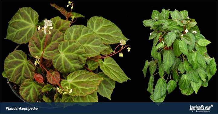 Peneliti Temukan 7 Flora Baru di Hutan Sumatera dan Sulawesi