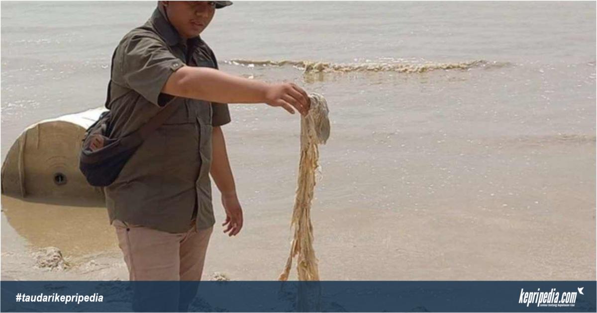 Tumpukan Kertas dan Tisu Berserakan di Pantai Pongkar, Diduga Muatan ...