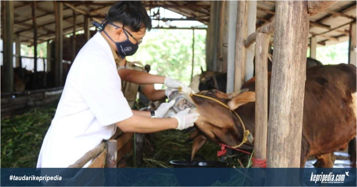 525 Sapi dari NTT Tiba di Pulau Bintan